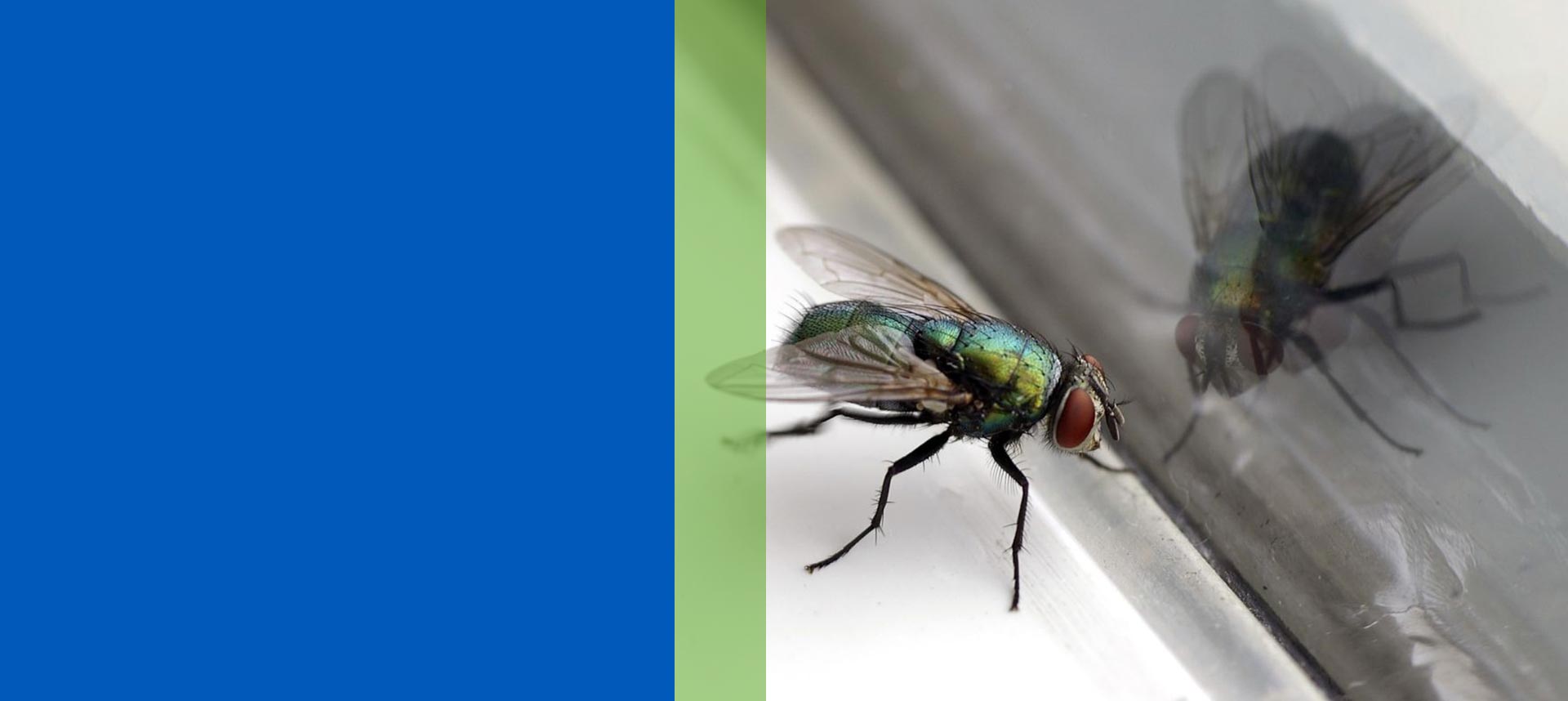 Flies Treatment South Coast - Pest Control South Coast